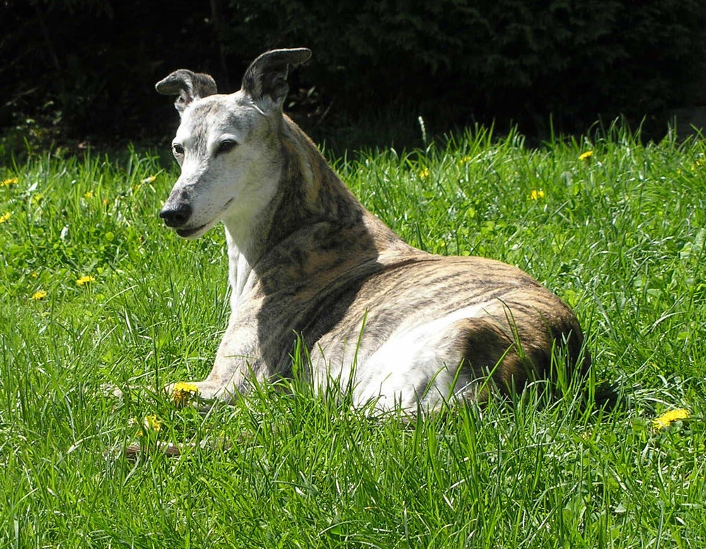 Houndstooth Pet Boutique for Pets and their People